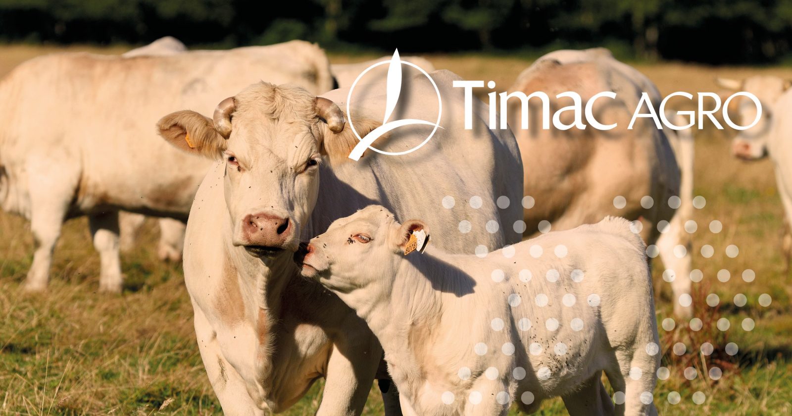 Animal Production | TIMAC AGRO INTERNATIONAL