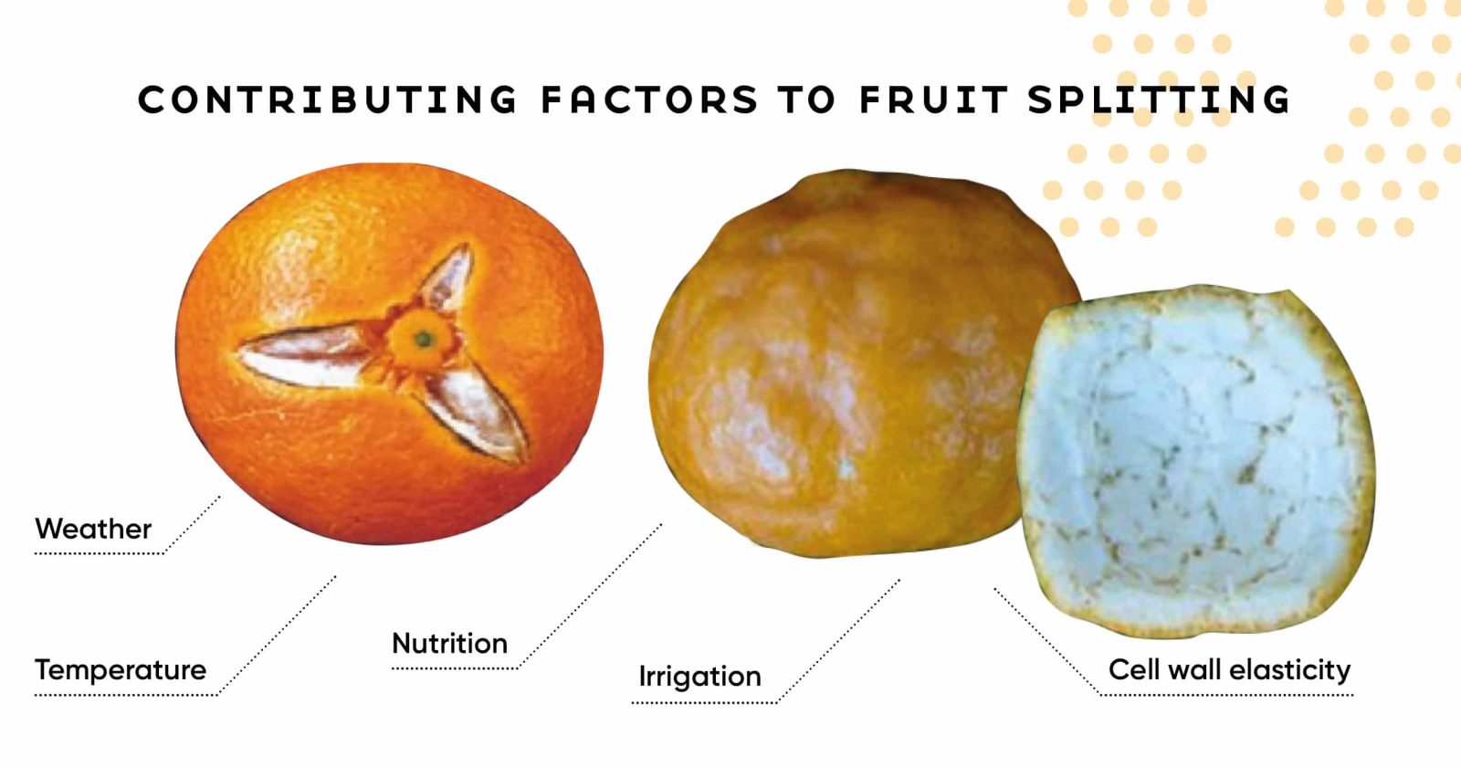 How to Prevent Fruit Splitting In Citrus | TIMAC AGRO INTERNATIONAL