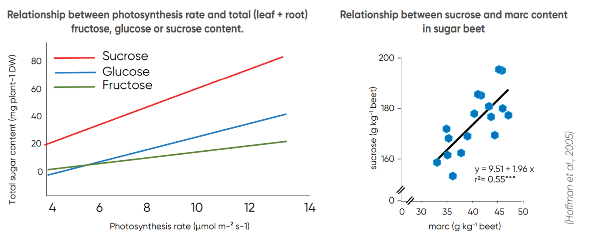 How to Optimize Sugar Content in Beets | TIMAC AGRO INTERNATIONAL