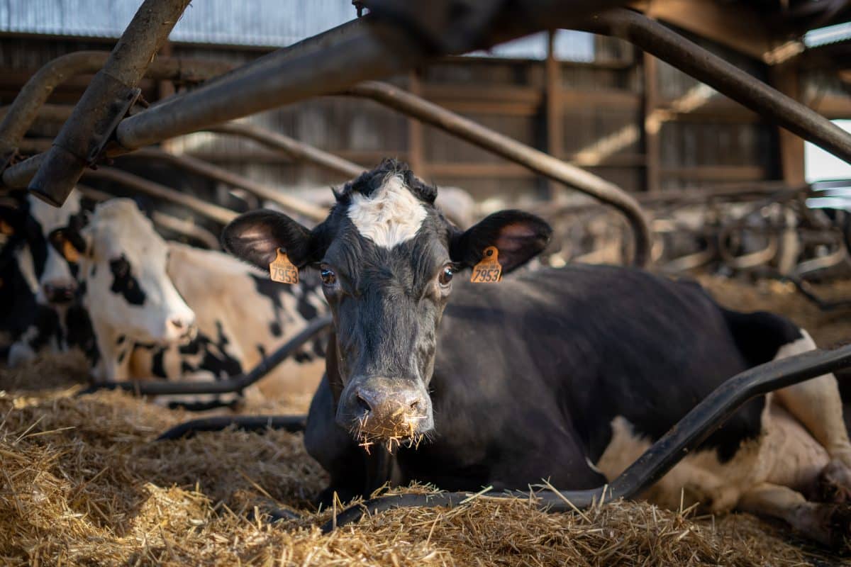 TIMAC AGRO INTERNATIONAL | Plant and Animal Nutrition