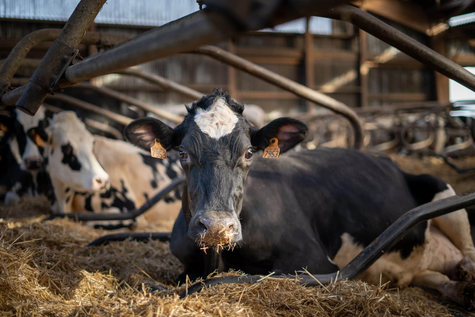 TIMAC AGRO INTERNATIONAL | Plant and Animal Nutrition