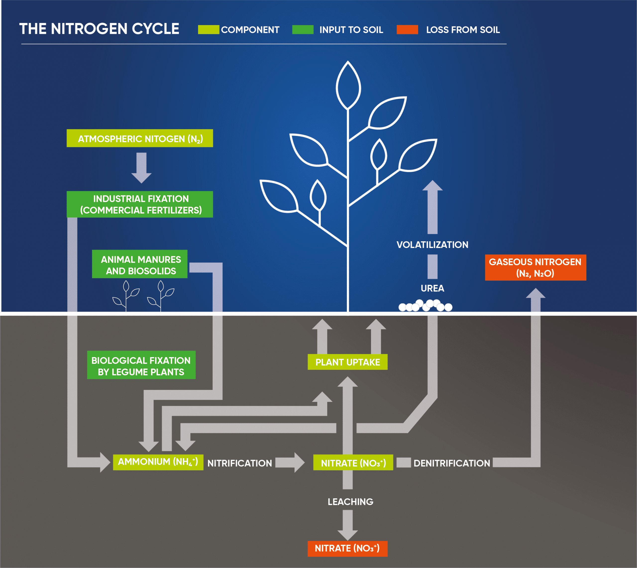 Using a Stabilizer to Protect Nitrogen Fertilizer