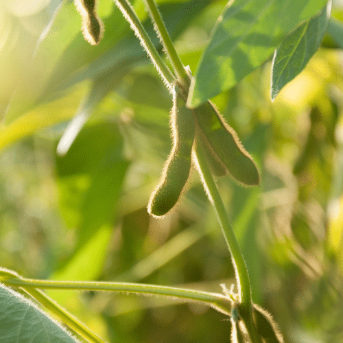 Soya - Recommandations de culture - William Houde