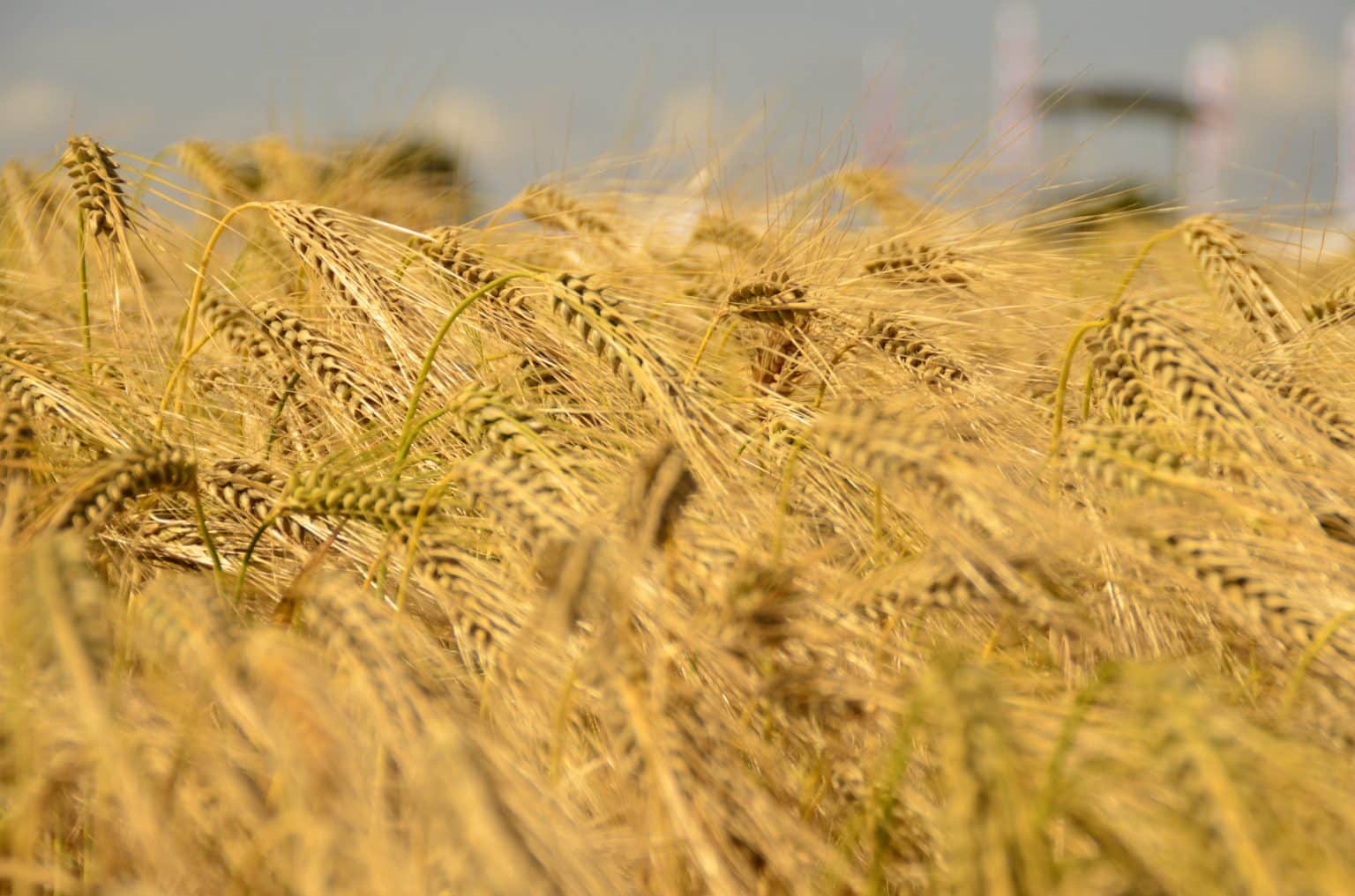 ACTIV'N NP 15-20 TOP-PHOS Inside | Düngemittel | TIMAC AGRO Deutschland