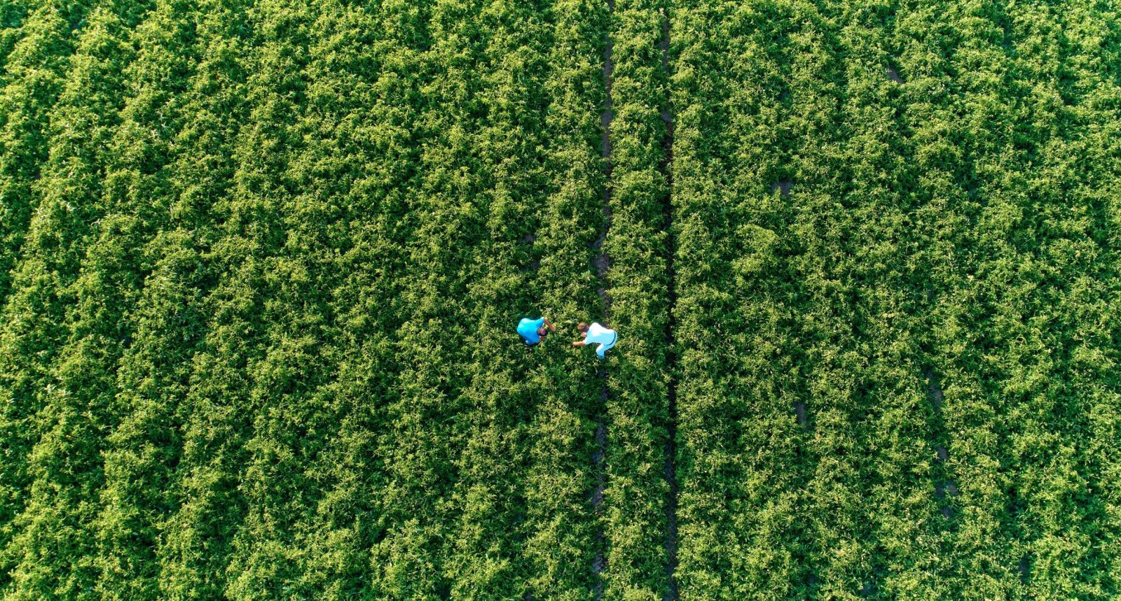 INFOLEN E | Düngemittel | TIMAC AGRO Deutschland