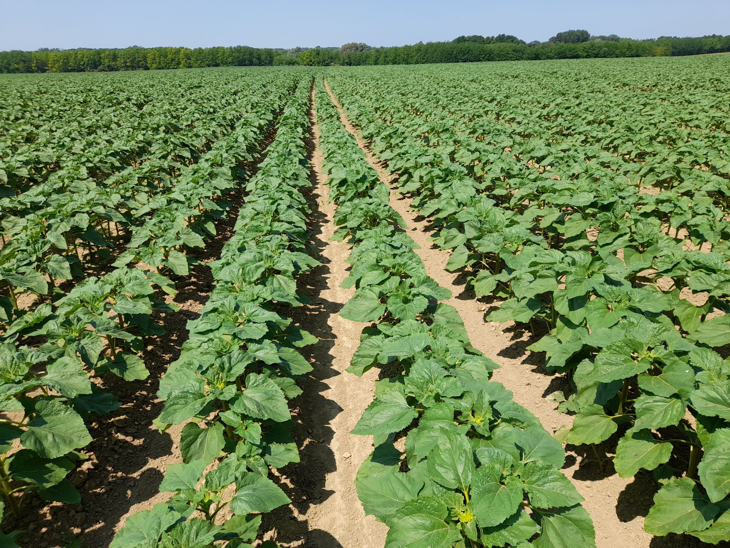 Fenntartható foszfor menedzsment – TOP PHOS technológia - TIMAC AGRO ...