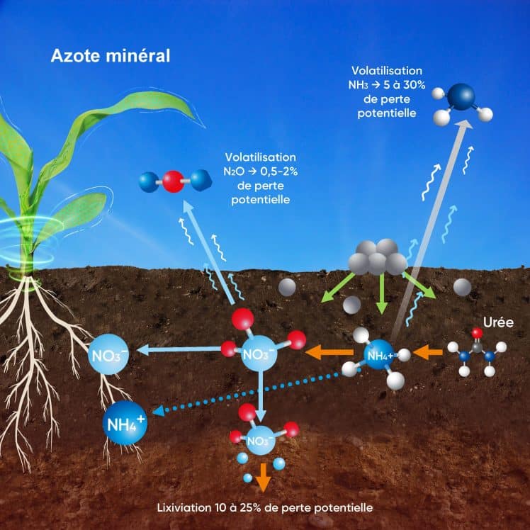 Qu’est-ce que l'azote ? | TIMAC AGRO France