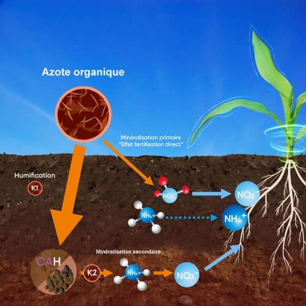 Qu’est-ce que l'azote ? | TIMAC AGRO France