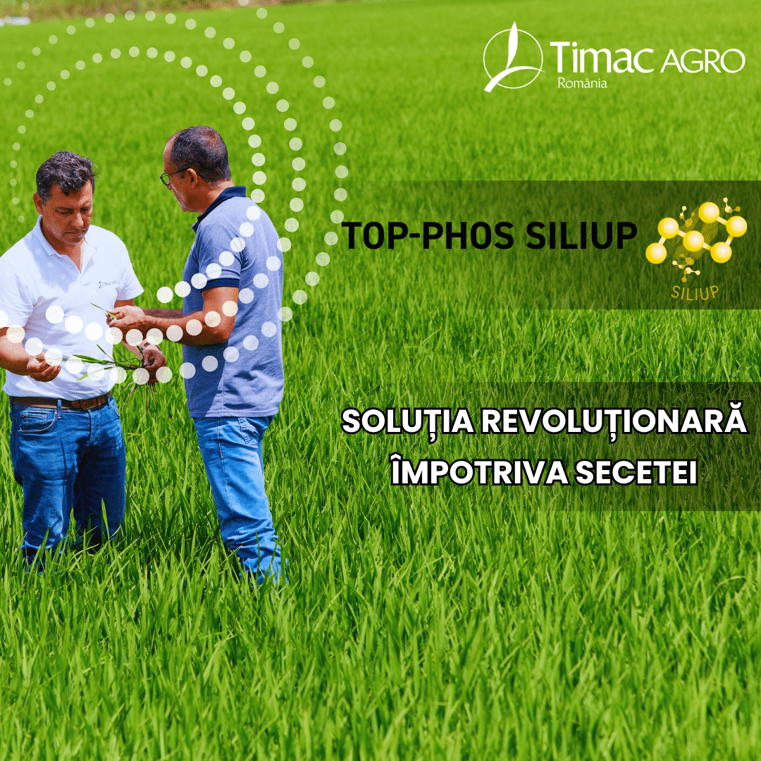 Top-Phos SILIUP, soluția inovatoare împotriva secetei | TIMAC AGRO România