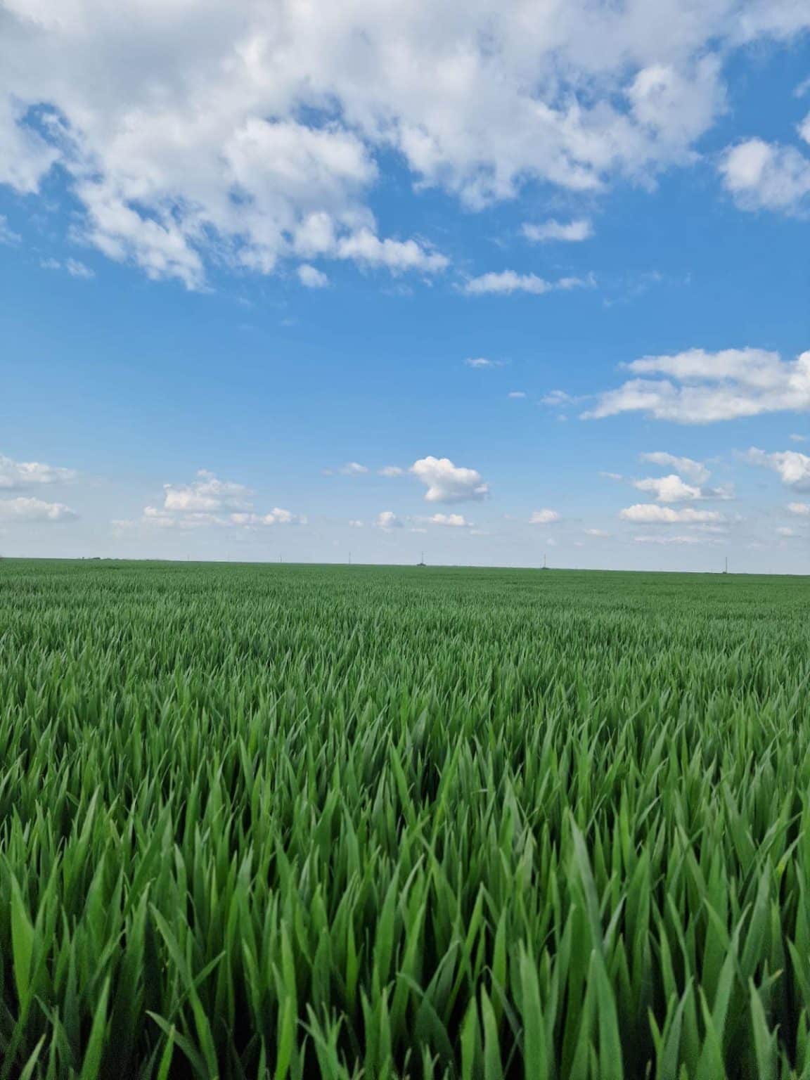 Optimizarea metabolismului azotului în plante cu gama Synertech de la ...