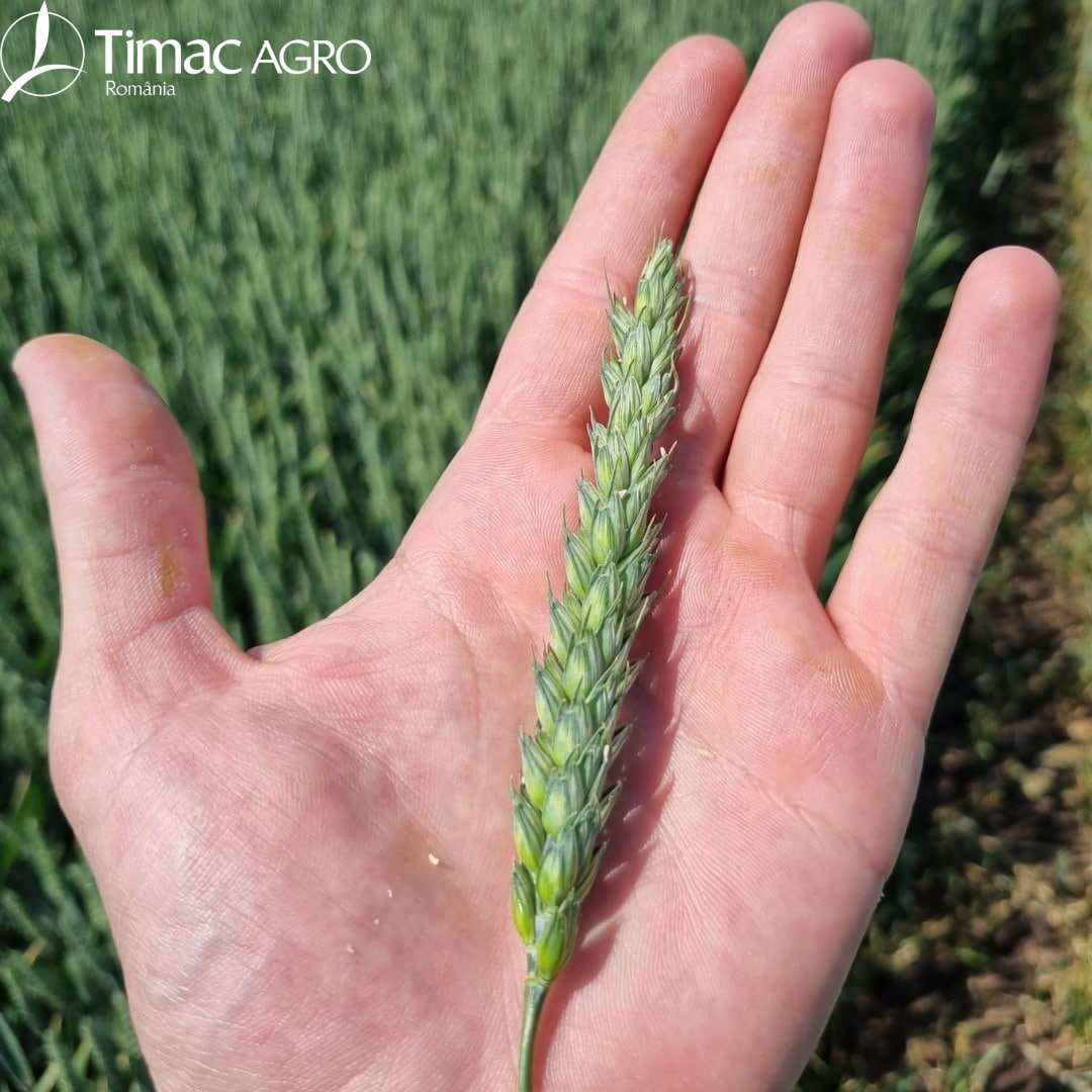 Optimizarea metabolismului azotului în plante cu gama Synertech de la ...